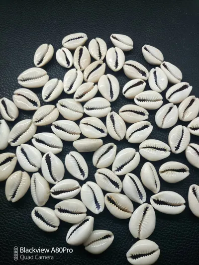 Achetez coquillages cauris neuf - revente cadeau, annonce vente à ...