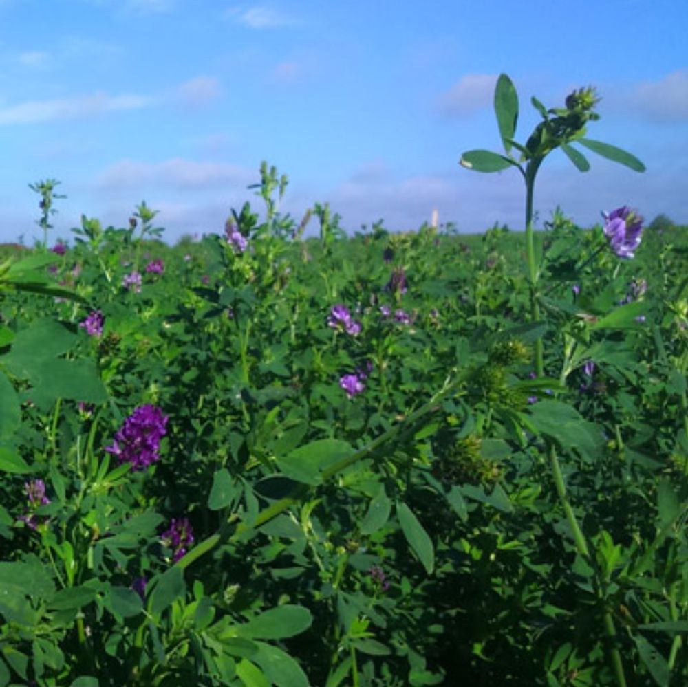 Achetez luzerne bio bonjour occasion, annonce vente à Sainte-Pallaye ...