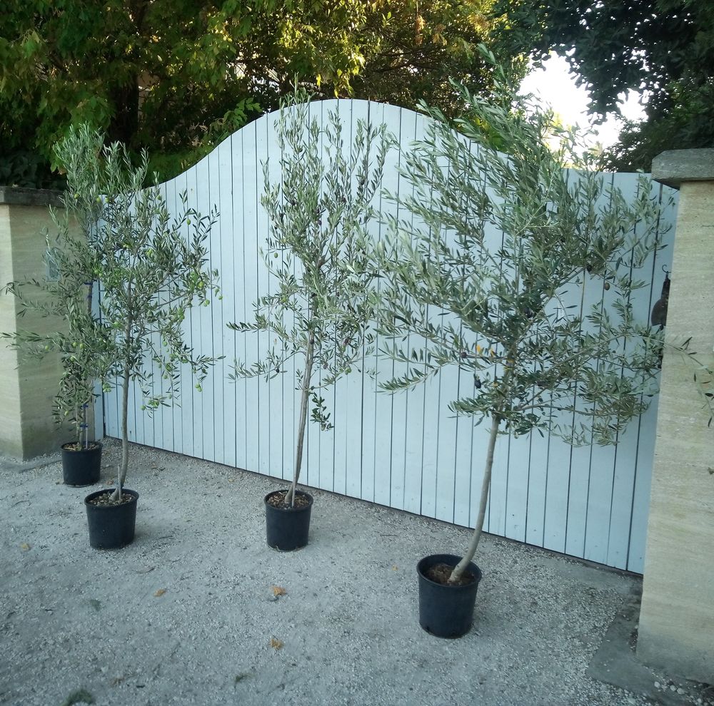 Achetez olivier picholine occasion, annonce vente à Châteaurenard (13 ...