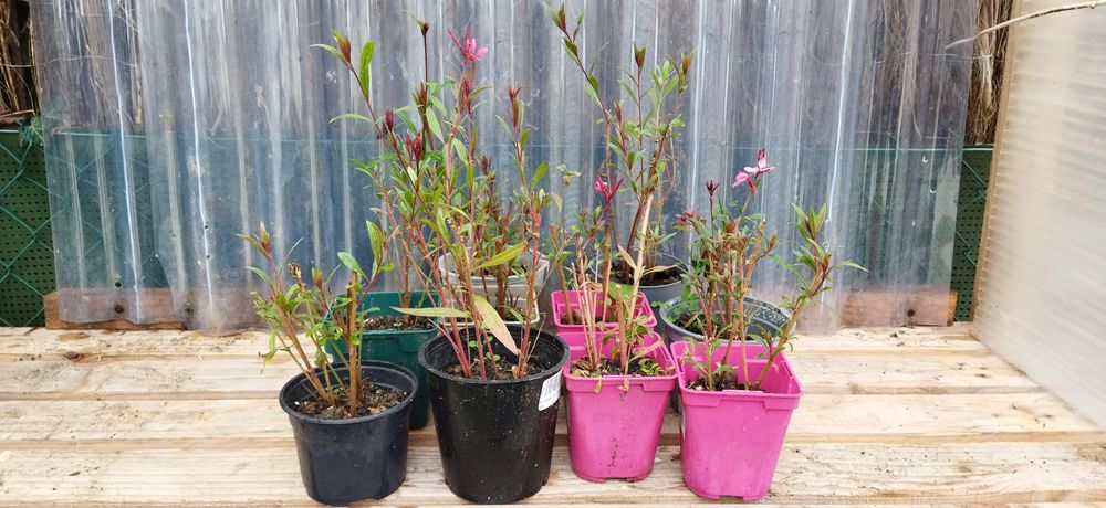 Achetez 10 pots de gaura occasion, annonce vente à Elbeuf (76) WB174459983