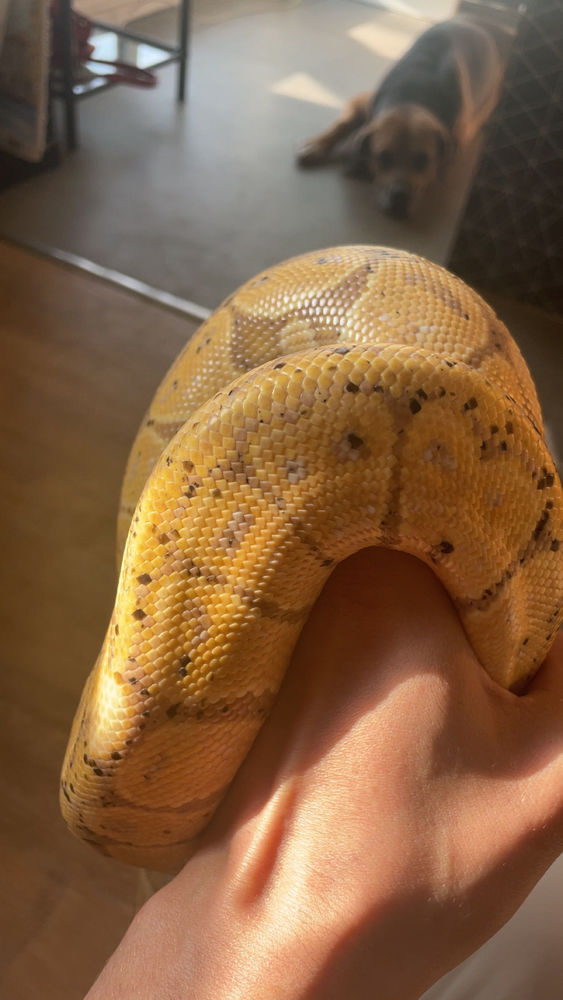 Achetez python regius python occasion, annonce vente à Laval (53) WB175559889