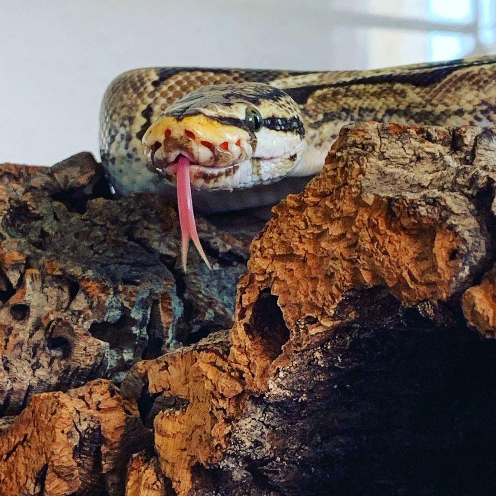 Achetez pythons regius occasion, annonce vente à Morteau (25) WB175144640