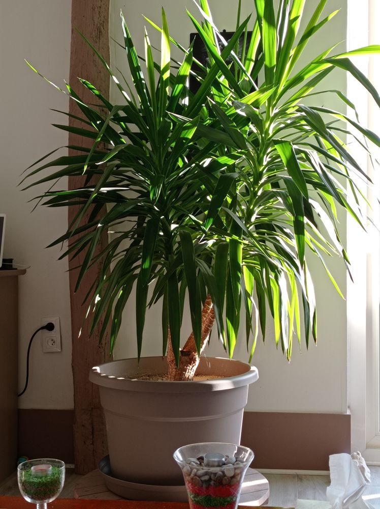 Achetez yucca yucca plus occasion, annonce vente à Belligné (44 ...