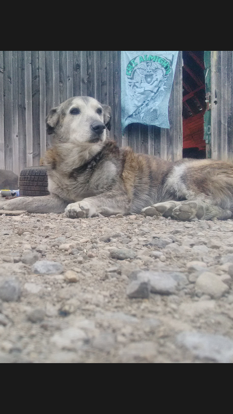 Animaux perdus trouvés en Midi-Pyrénées : annonces animal perdu, trouvé