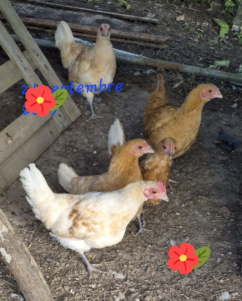 Poule dans le Pays de la Loire : annonces de poules