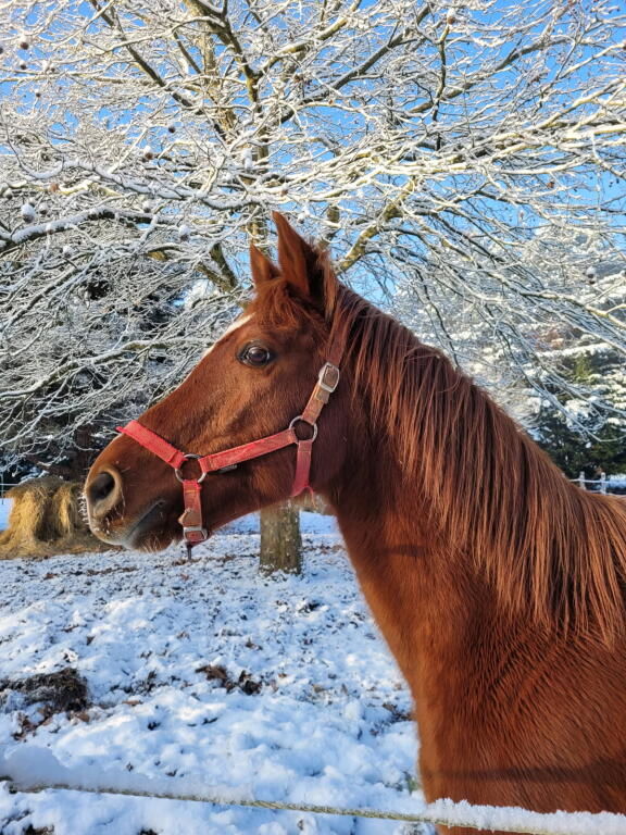 Cheval : annonces de chevaux