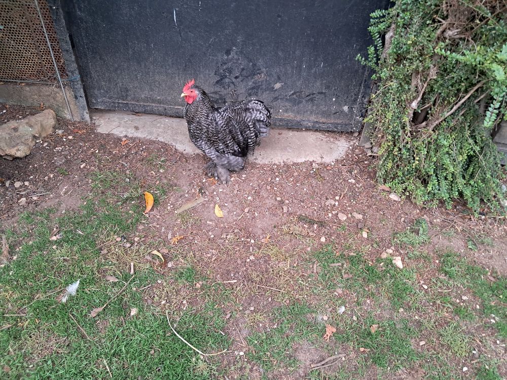 Coq : annonces de coqs