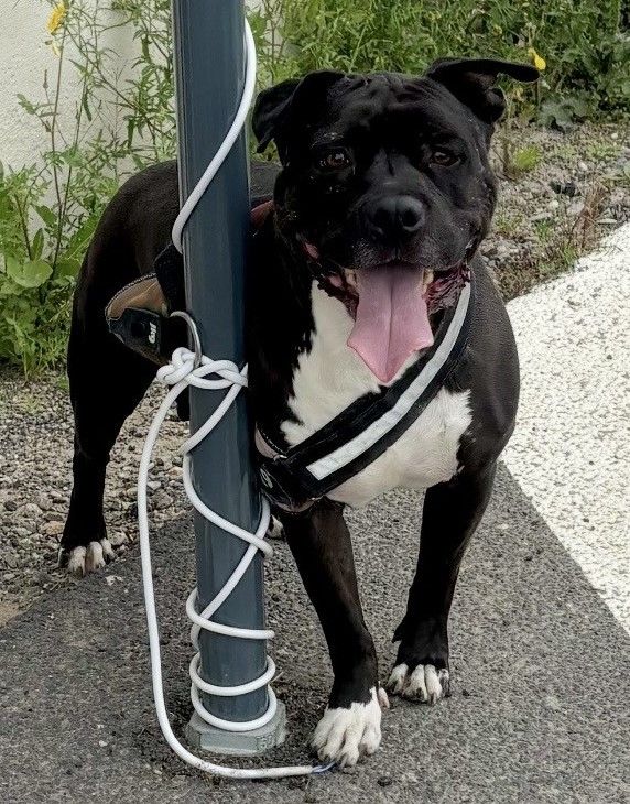 Adoption chien, chiot dans l' Hérault (34) : annonces de chiens et ...